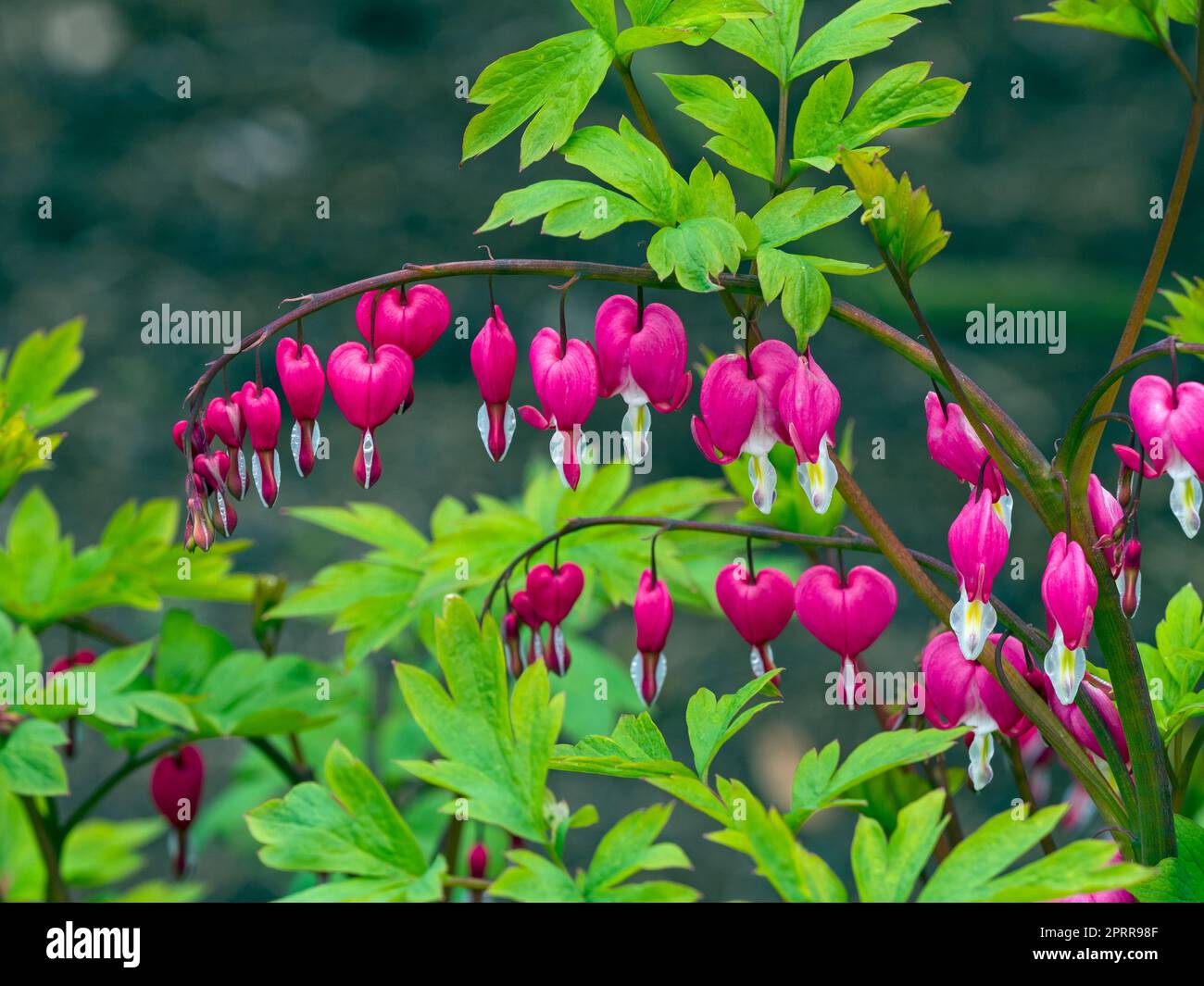 Bleeding heart Plant Lamprocapnos spectabilis Stock Photo - Alamy