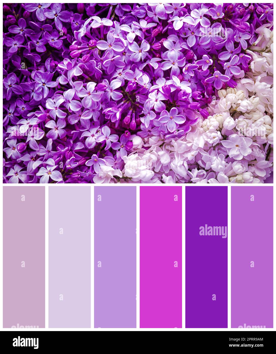 Color palette appropriate to photo of beautiful blossoming lilac ...