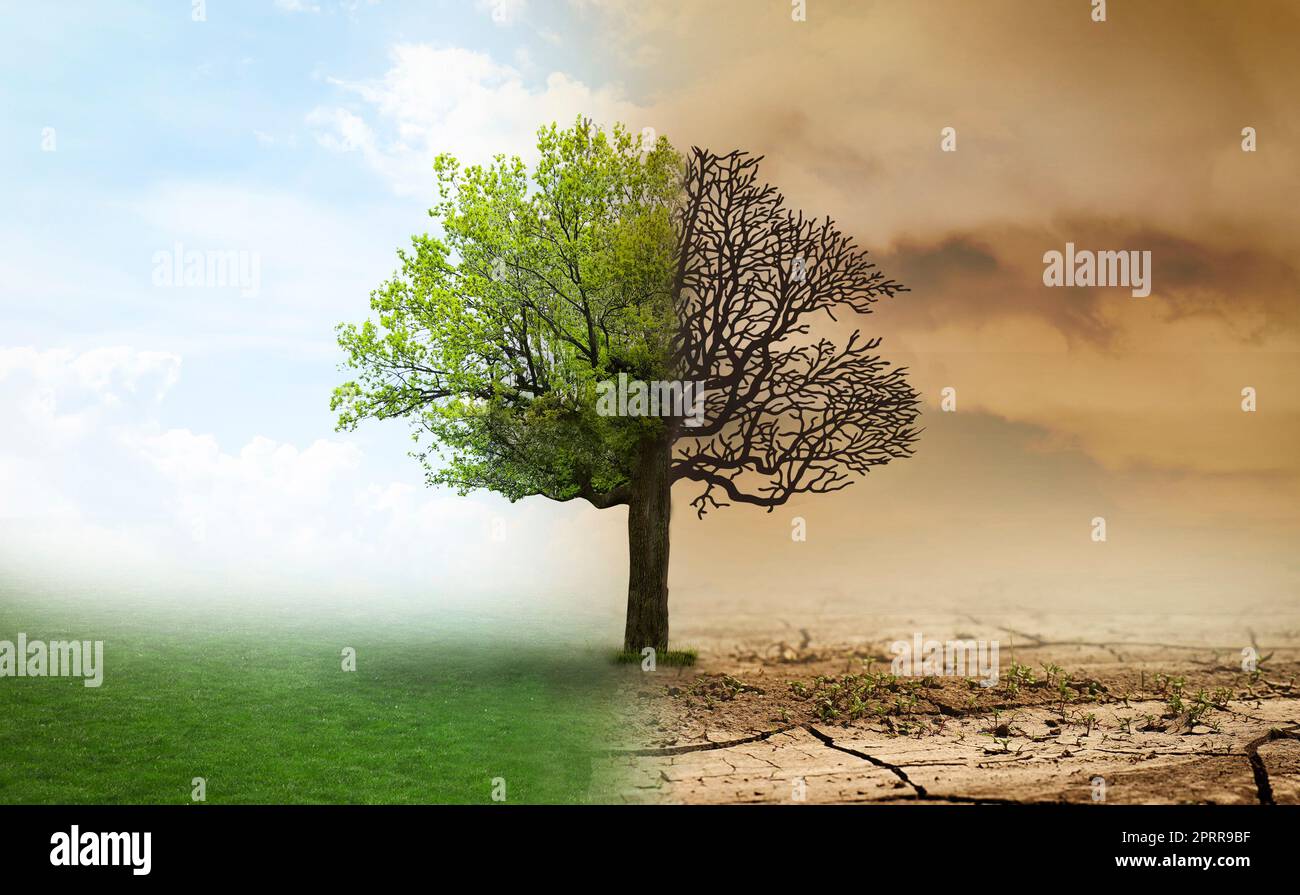 Concept of climate changing. Half dead and alive tree outdoors Stock ...