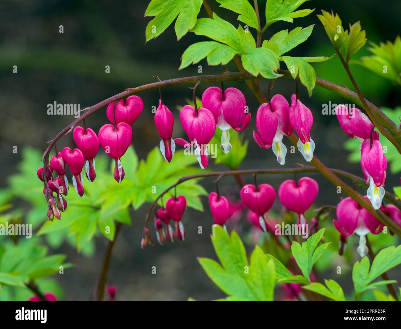 Bleeding heart Plant Lamprocapnos spectabilis Stock Photo - Alamy