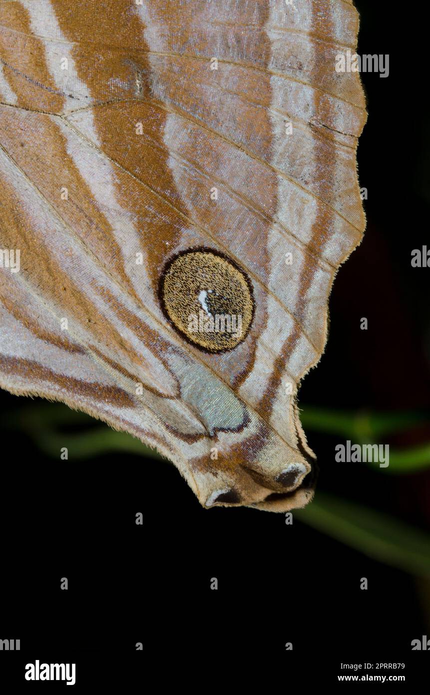 Wing detail of Palmking Butterfly, Amathusia phidippus, on leaf ...