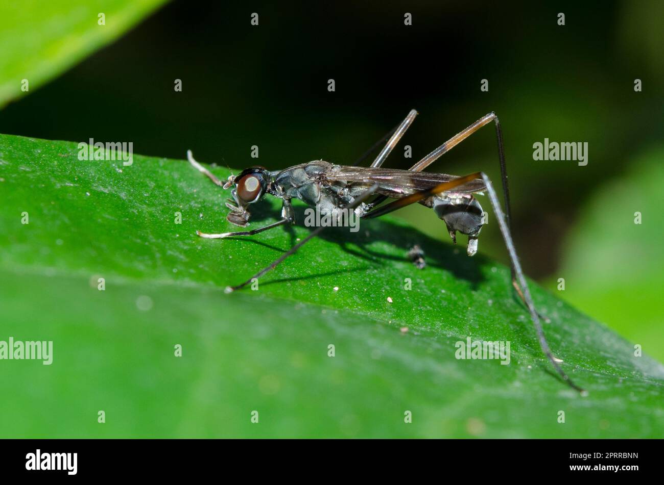 Stilt-legged Fly, Micropezidae Family, eating prey, Klungkung, Bali, Indonesia Stock Photo - Alamy