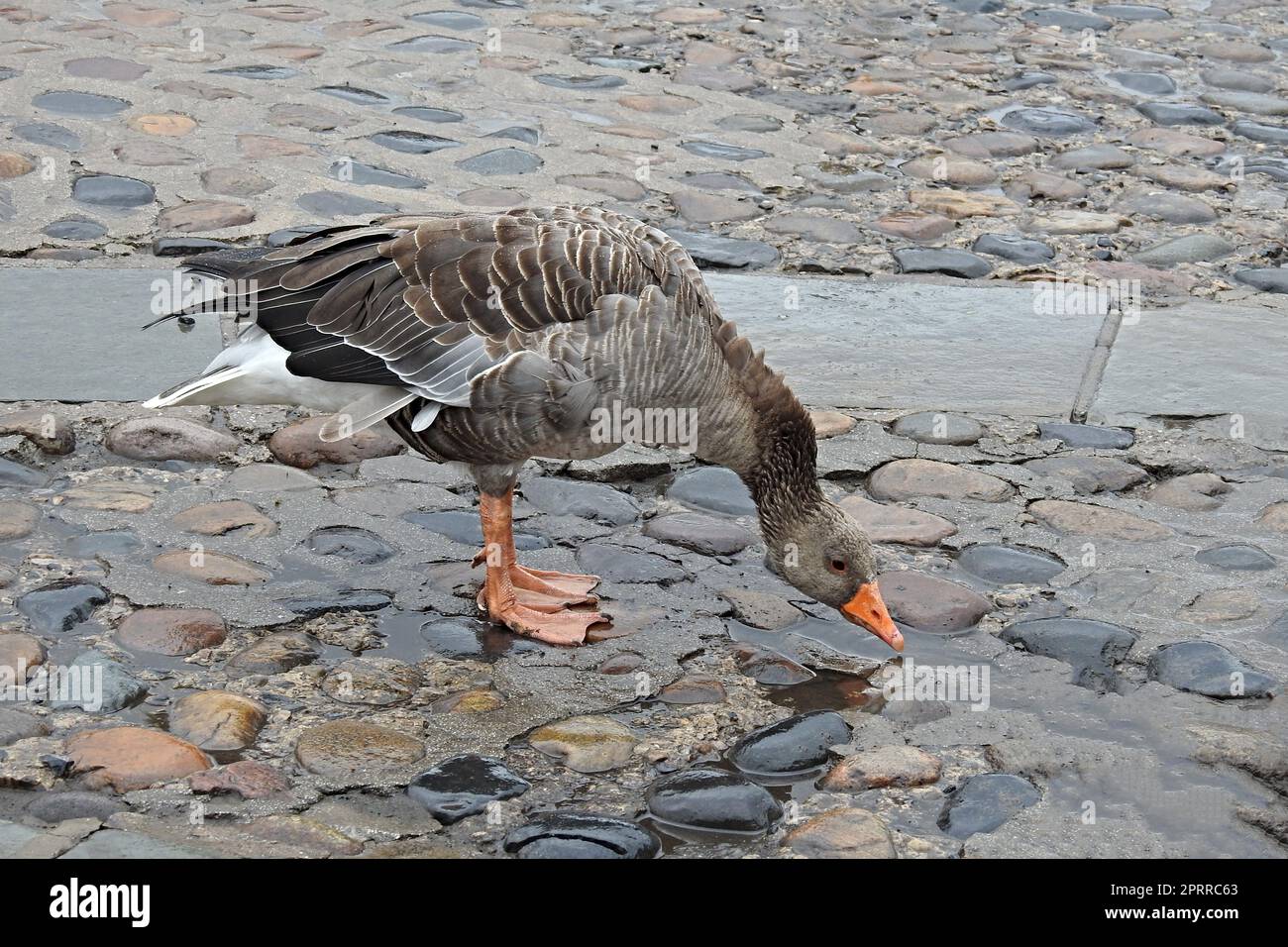 A goose drinking water Stock Photo - Alamy