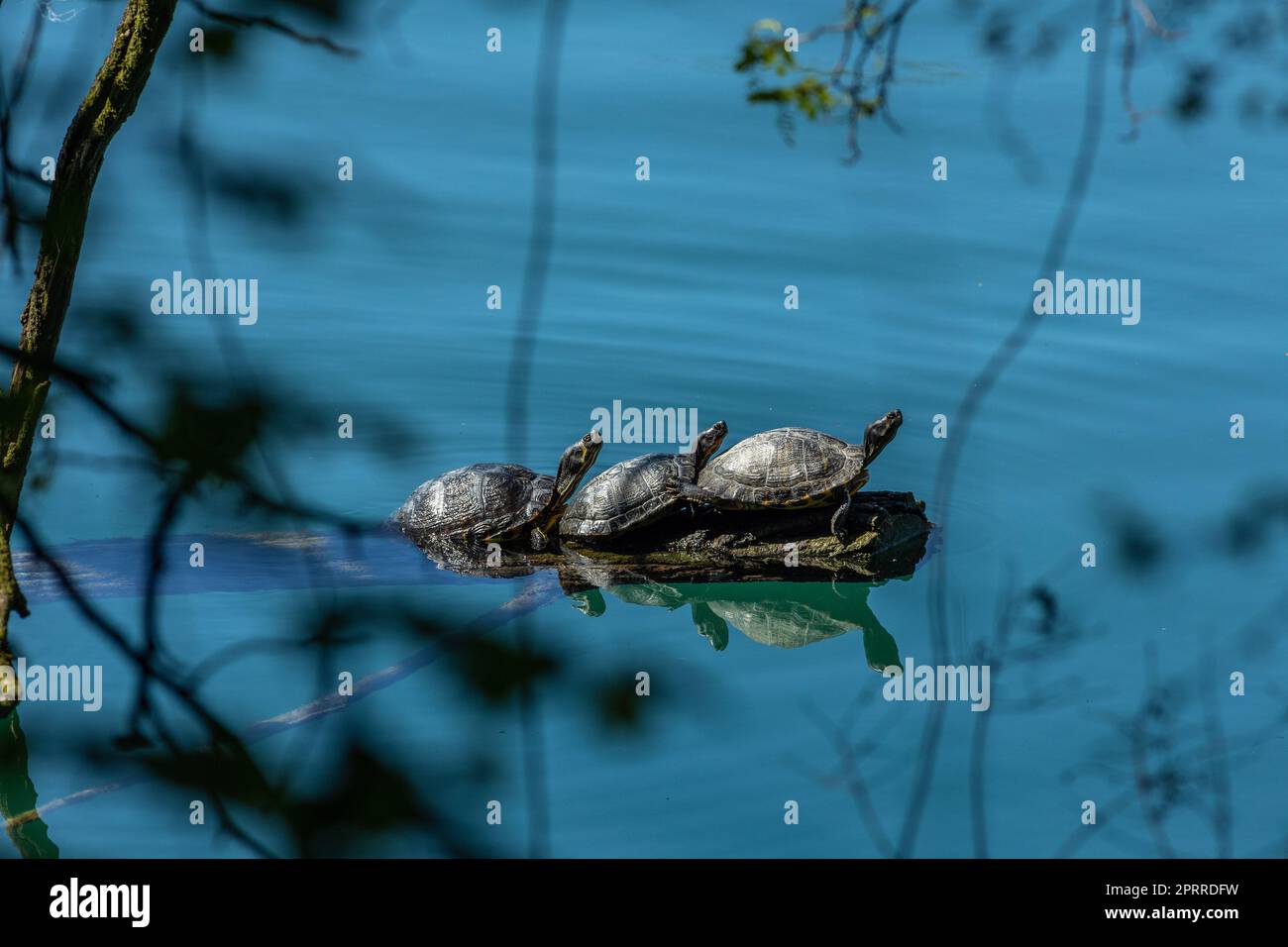 The pond slider (Trachemys scripta) is a species of common, medium ...