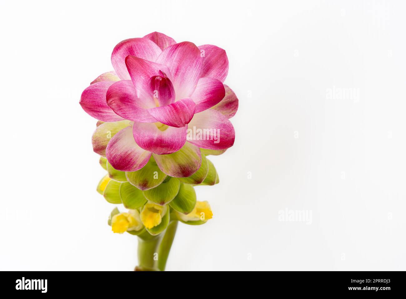 Closeup view of colorful green, purple pink and yellow flower of ...