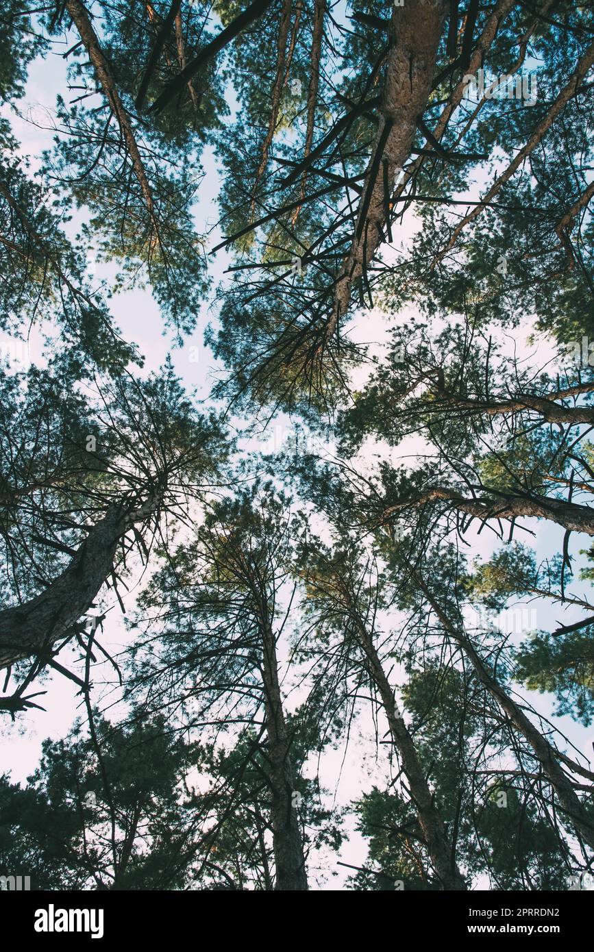 The pine tree trunk photographed from below with defocused background ...