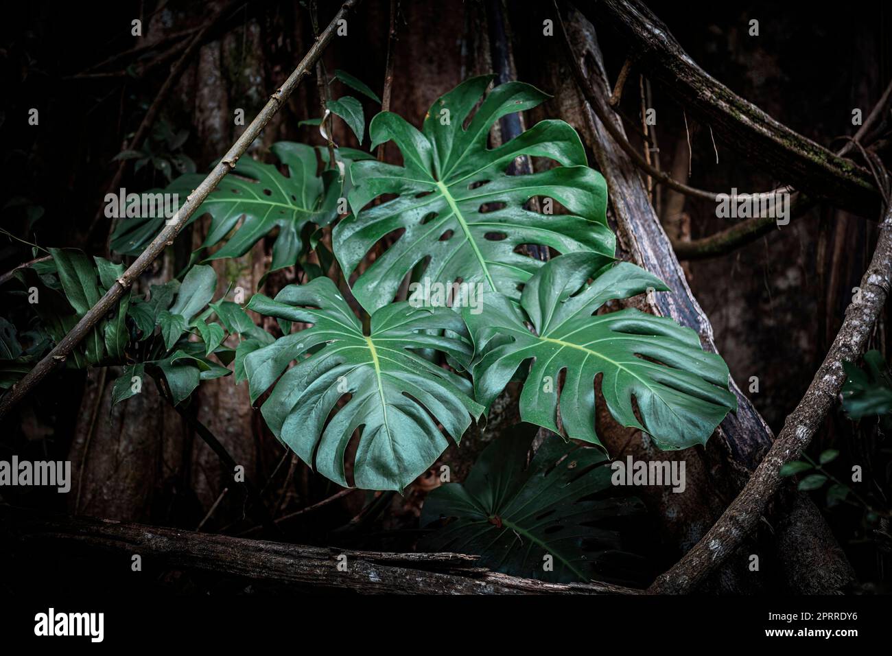 big Monstera deliciosa leaves on the side of a tree in the jungle of ...