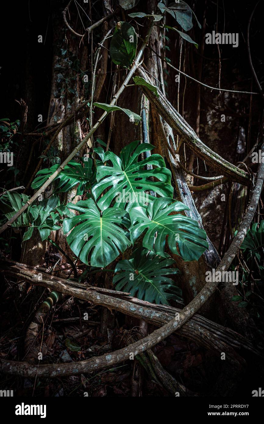 big Monstera deliciosa leaves on the side of a tree in the jungle of ...