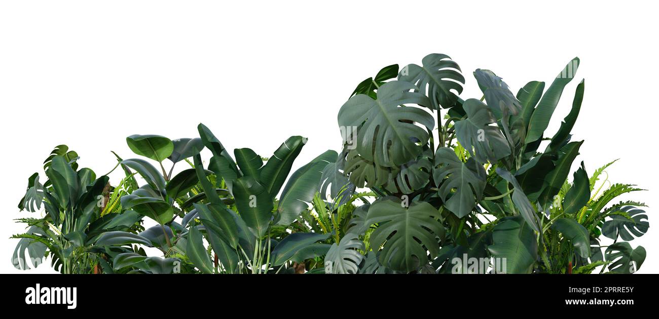 Tropical plants isolated on white background. Botanical foreground ...