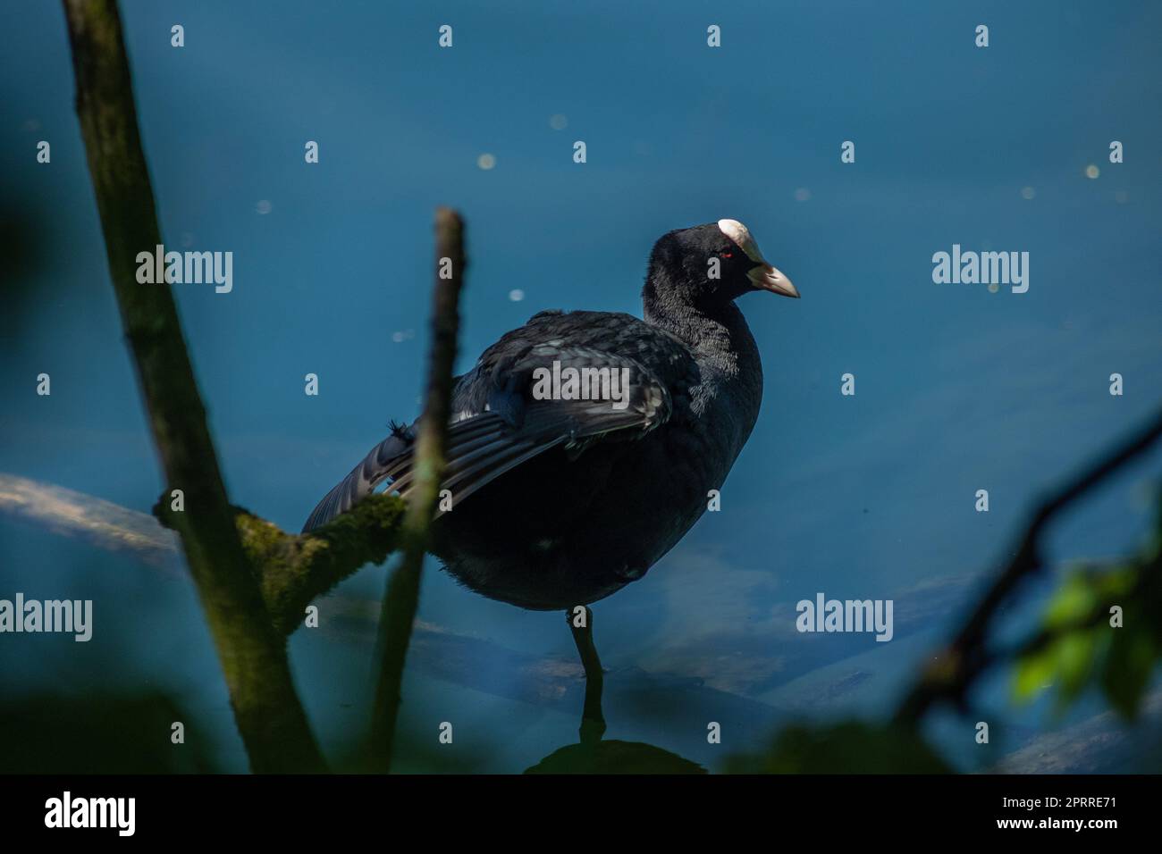 Coots are medium-sized water birds that are members of the rail family ...
