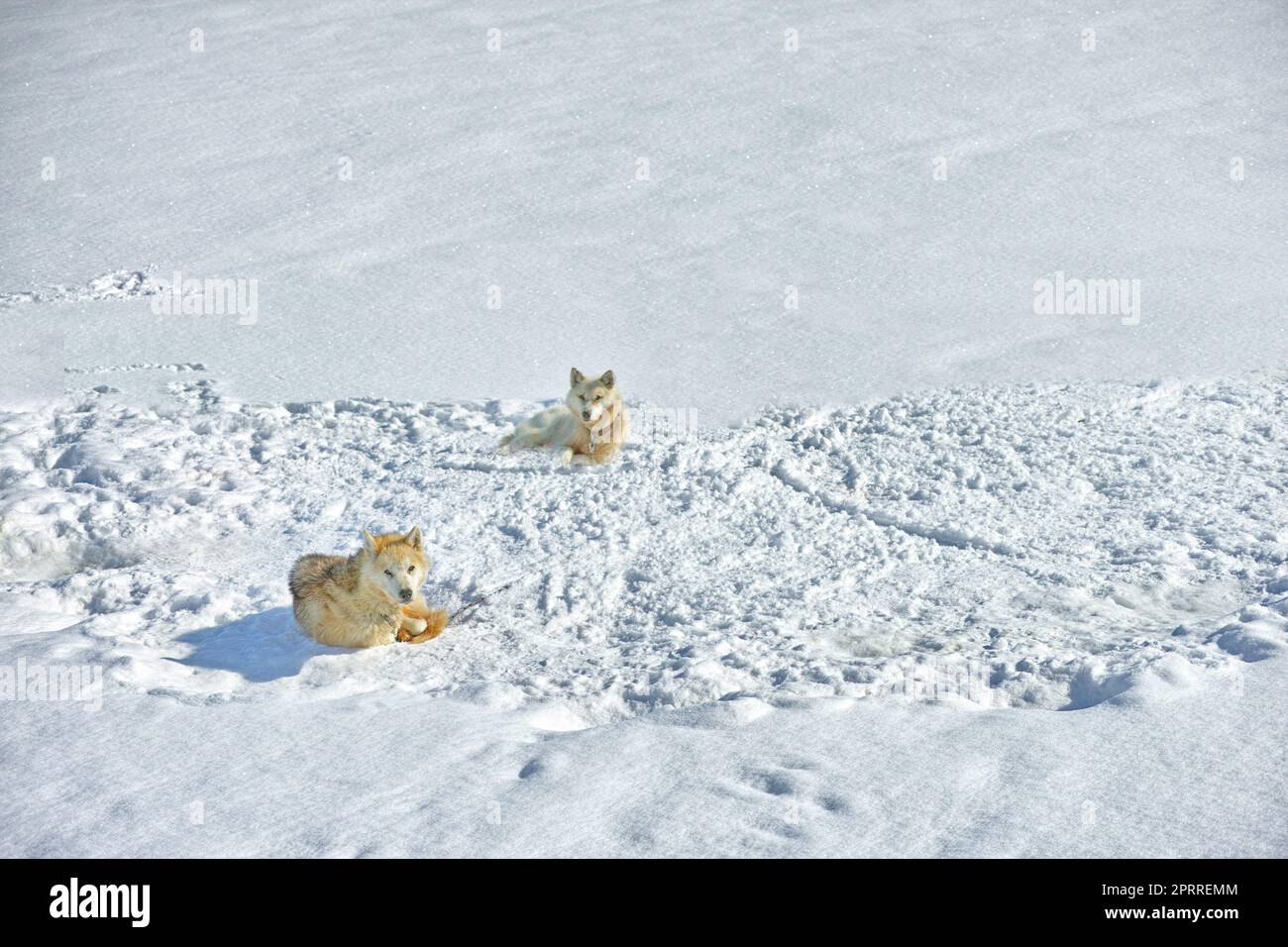 Sled dogs in city of Ilulissat - Greenland. Sled dog - 7000 sled dogs ...
