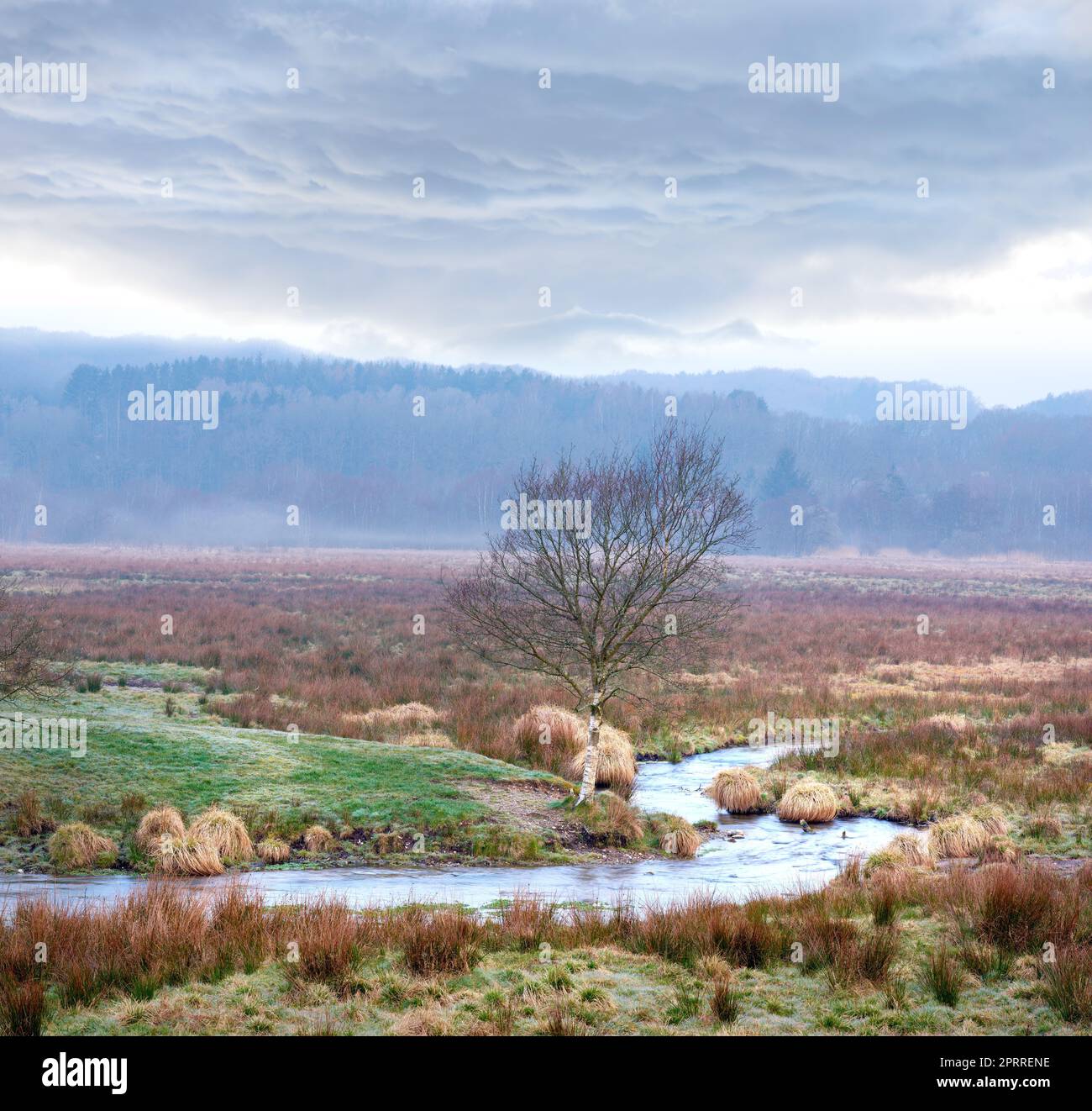 Denmark bog body hi-res stock photography and images - Alamy