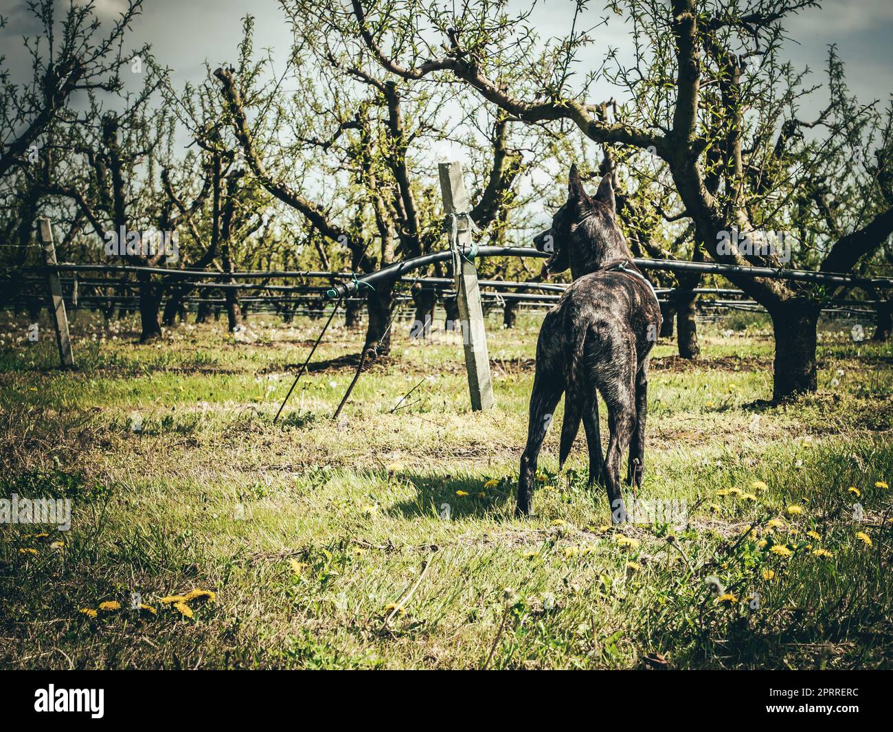 Rural landscapes pups hi-res stock photography and images - Alamy