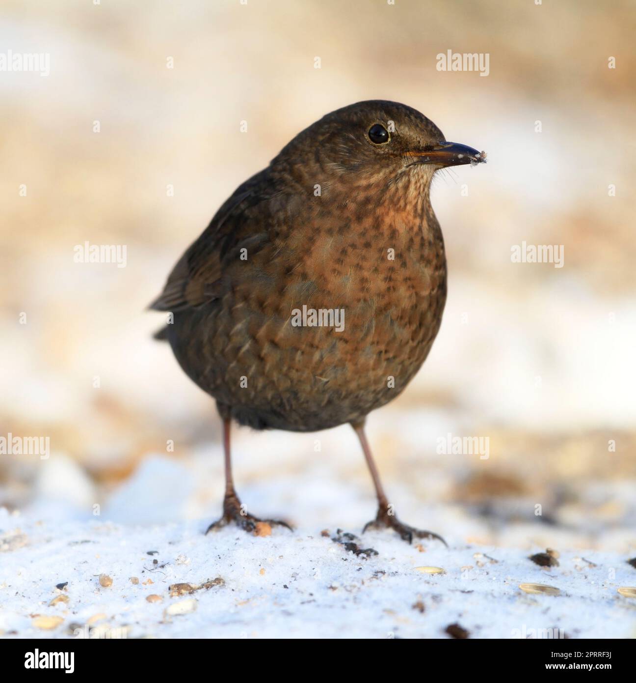 Single female singer hi-res stock photography and images - Alamy