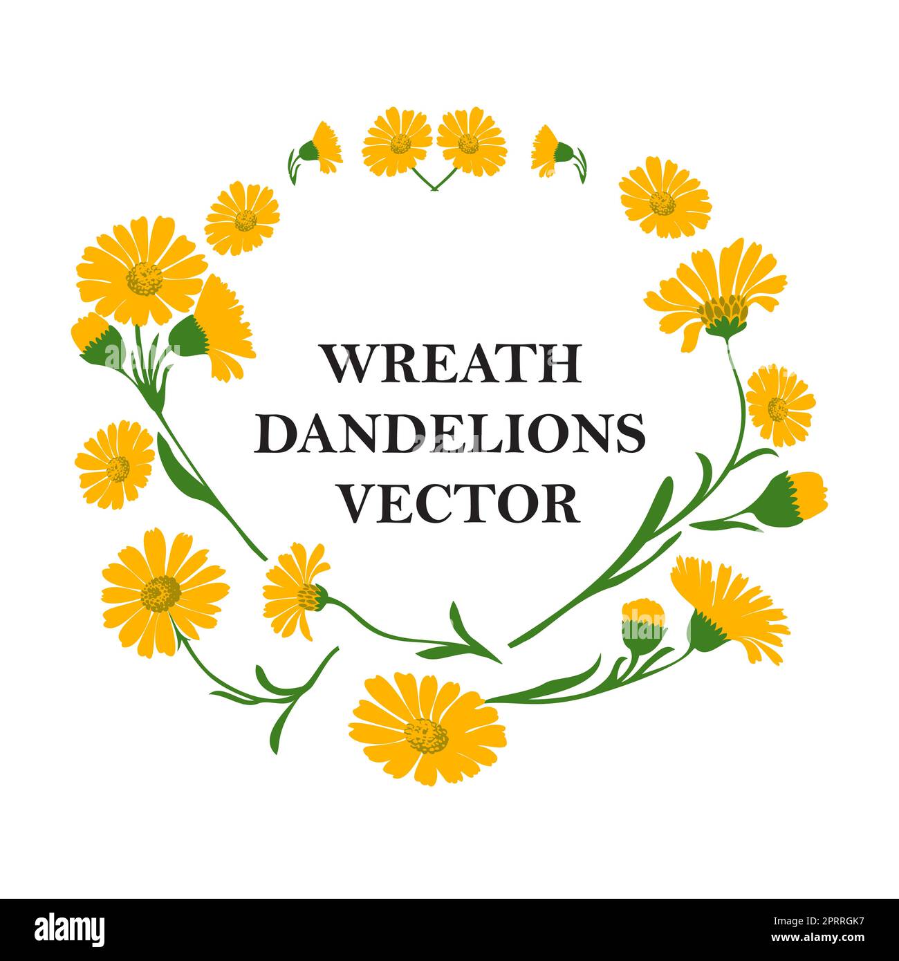 Floral wreath of plant dandelions isolated on white background ...