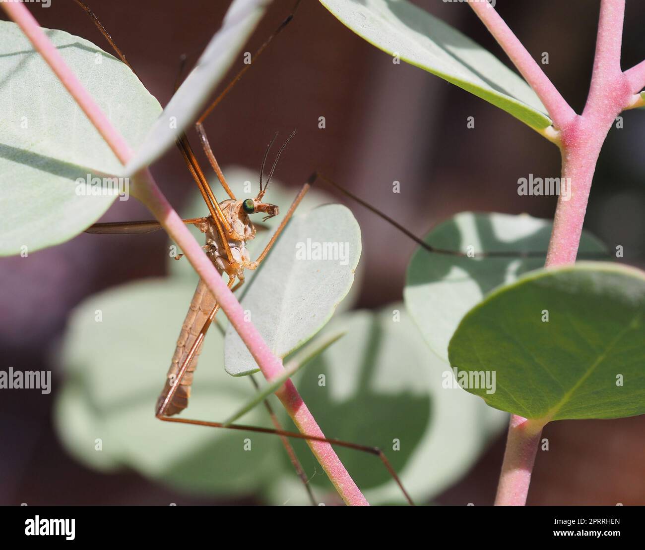 Crane fly insect Stock Photo - Alamy