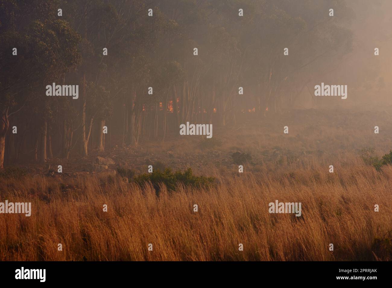 Fire woods burning hi-res stock photography and images - Alamy