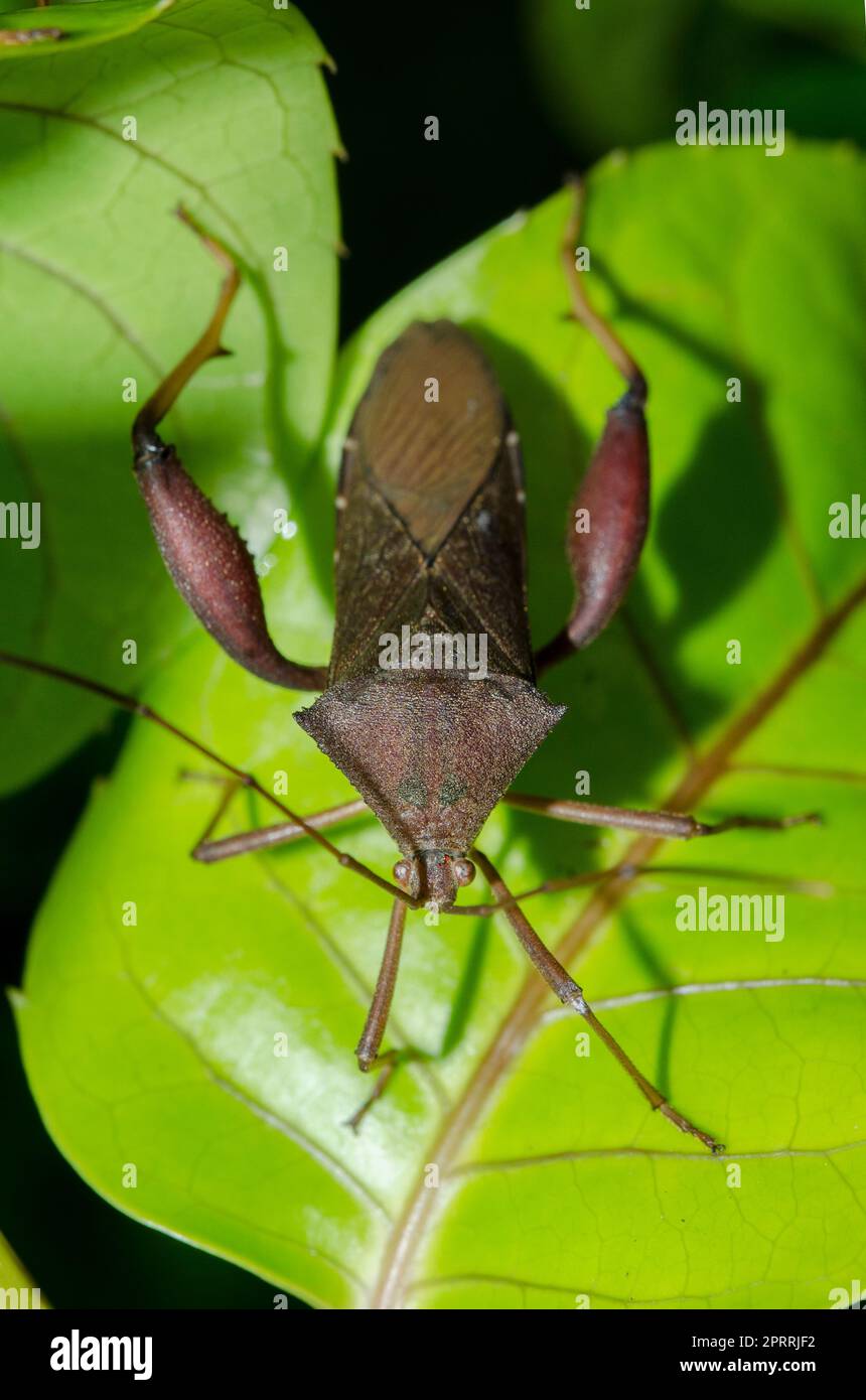 Leaf-footed Bug, Coreidae Family, on leaf, Klungkung, Bali, Indonesia ...