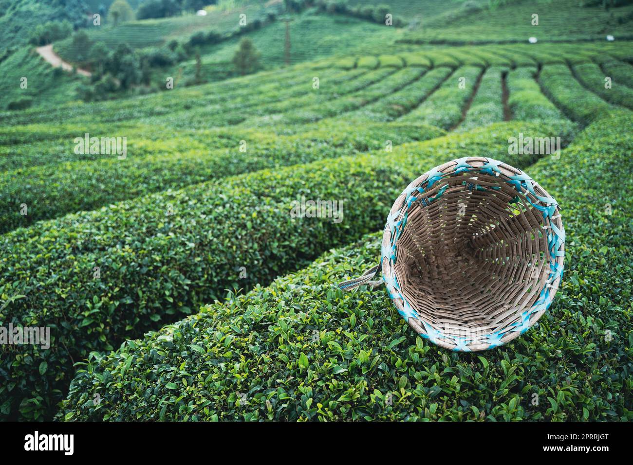 traditional harvesting wicker conical basket on rows of Turkish black ...