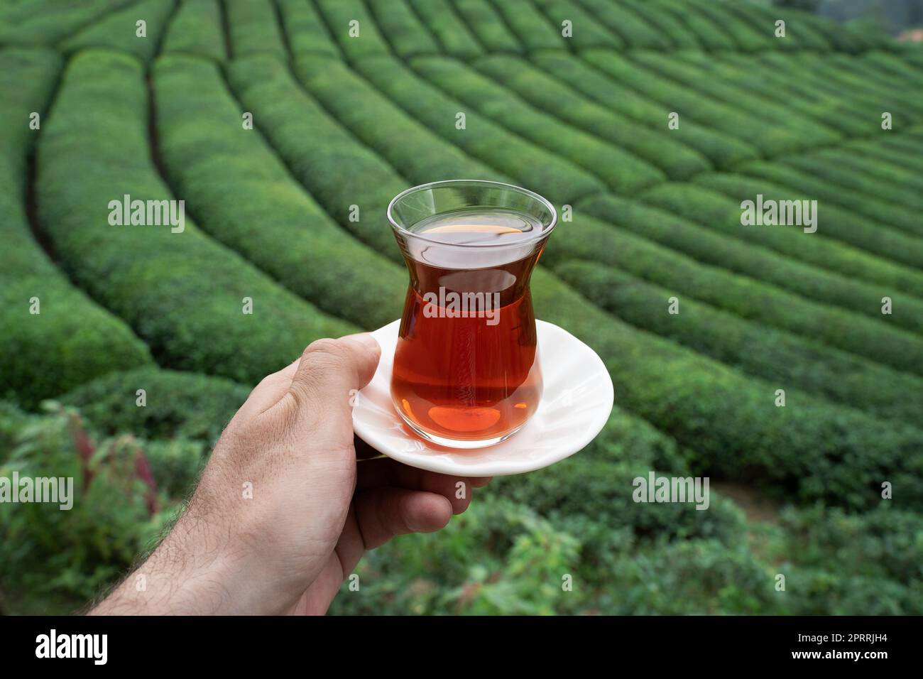 hand holding a traditional glass of Turkish black tea with rows of tea ...