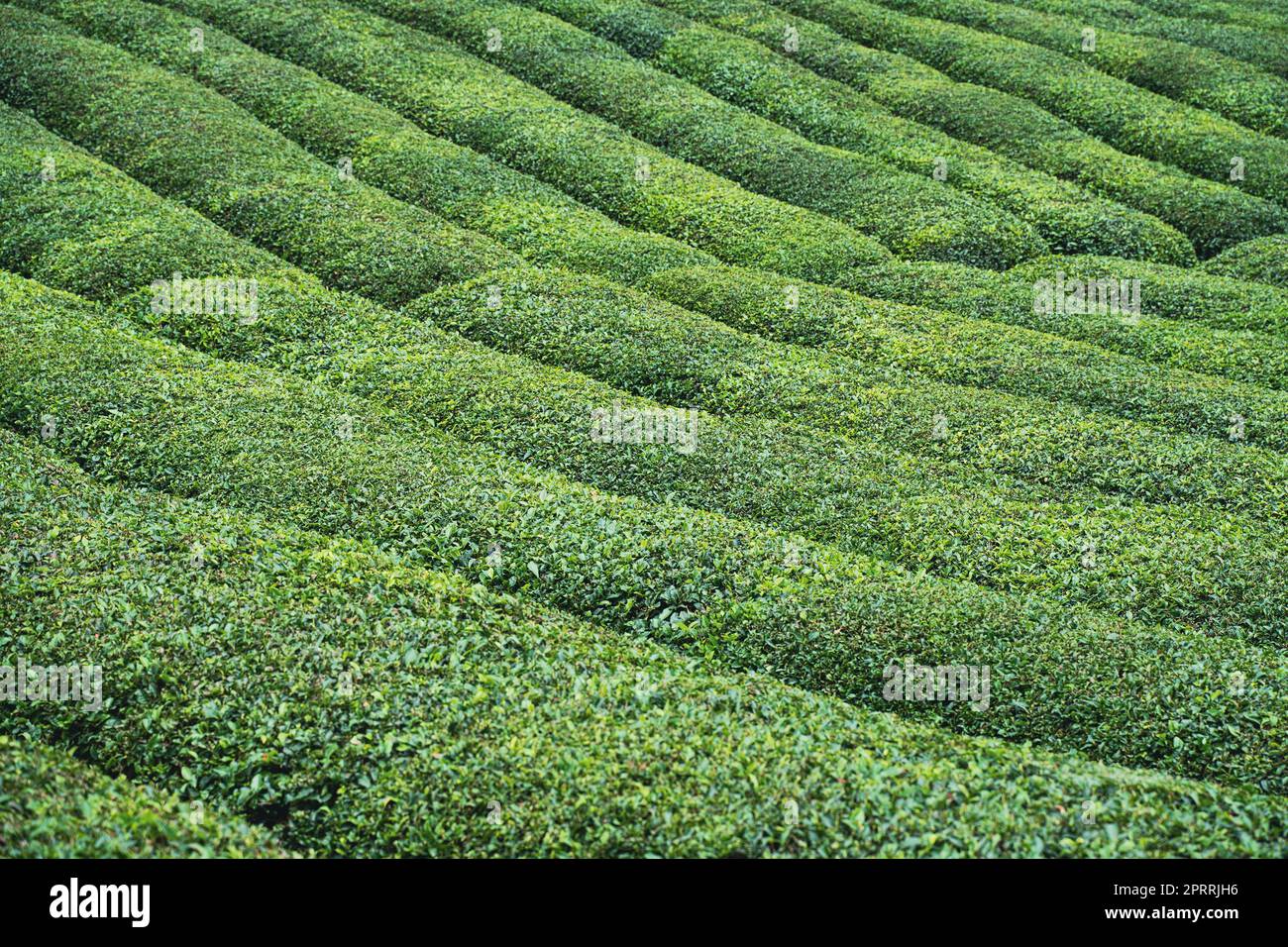 rows of Turkish black tea plantations cultivated on a field in Cayeli ...