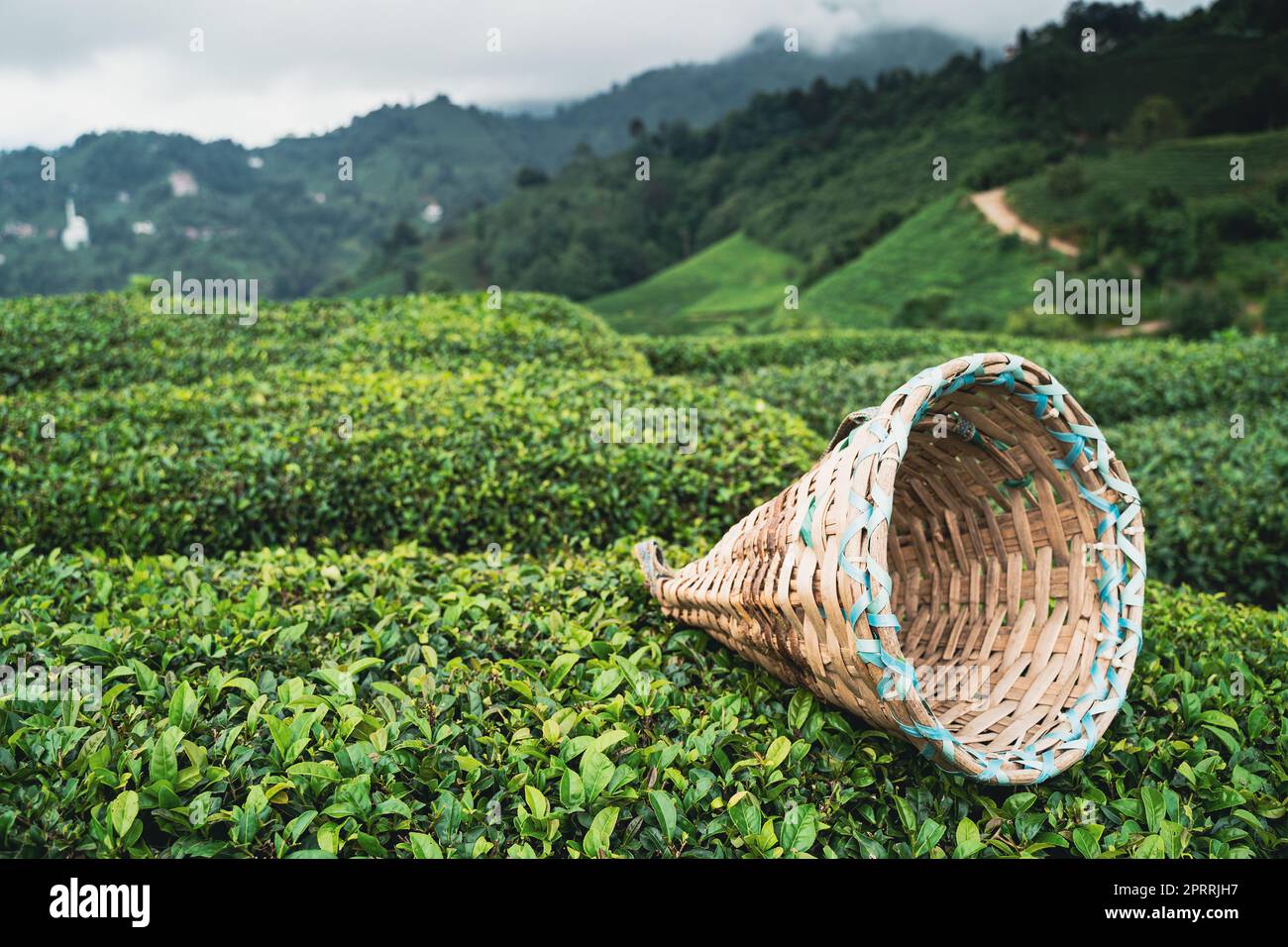 traditional harvesting wicker conical basket on rows of Turkish black ...