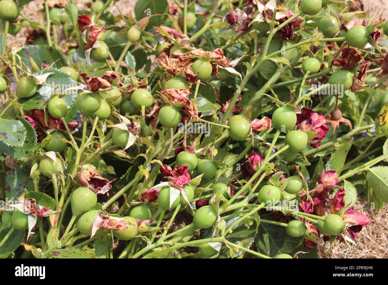 Withered plant garden hi-res stock photography and images - Alamy
