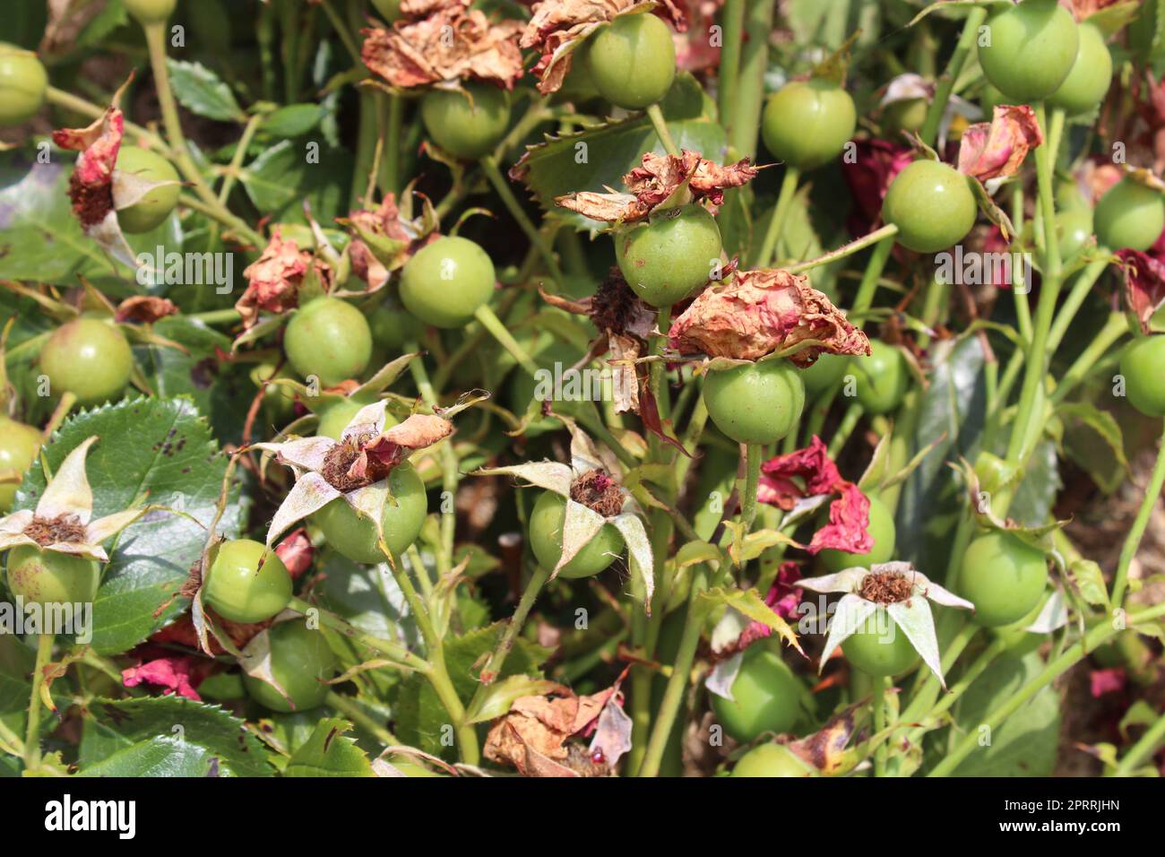 withered roses in the garden Stock Photo - Alamy