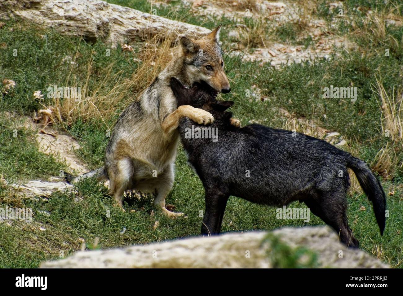 Timberwolf wolf hi-res stock photography and images - Alamy