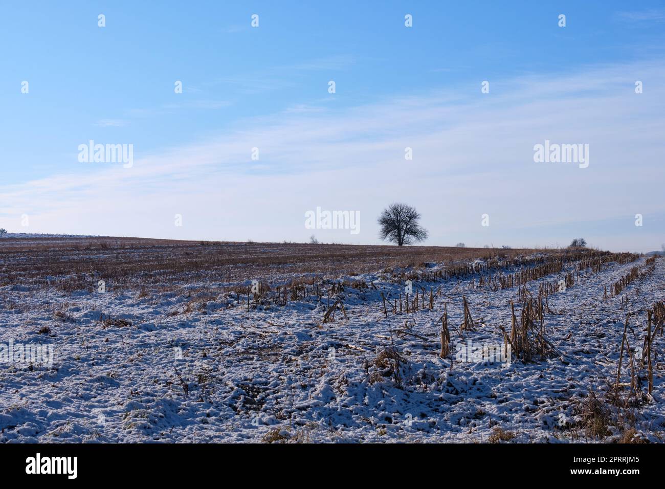 Harvested corn field in winter Stock Photo - Alamy