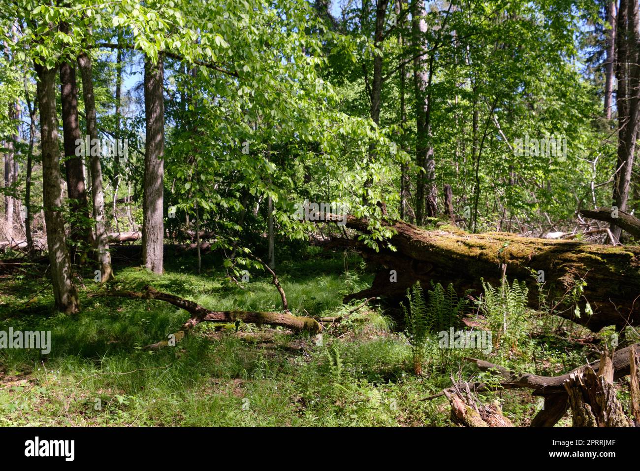 Deciduous tree spring hi-res stock photography and images - Alamy