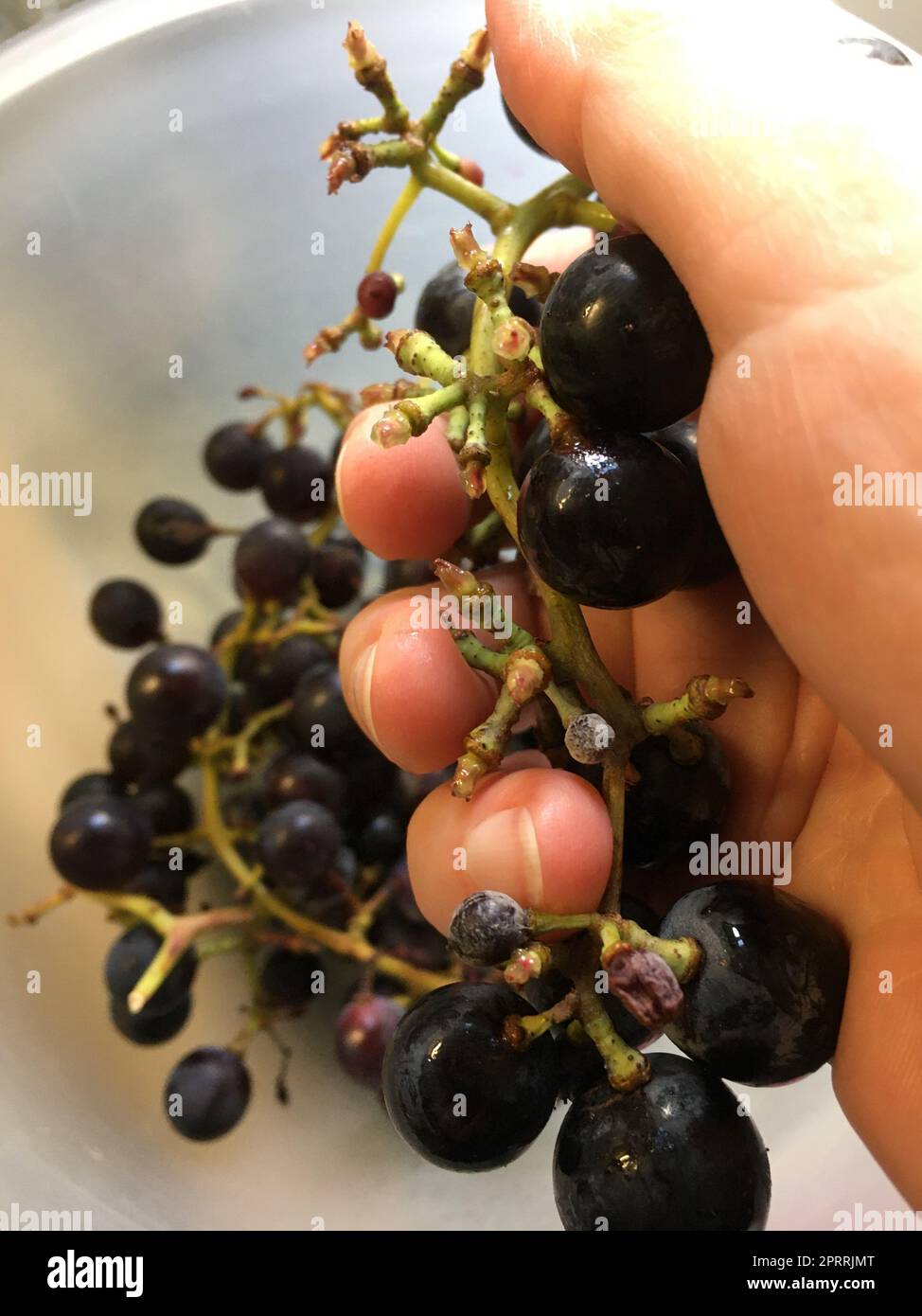 Eat out of your hand hi-res stock photography and images - Alamy
