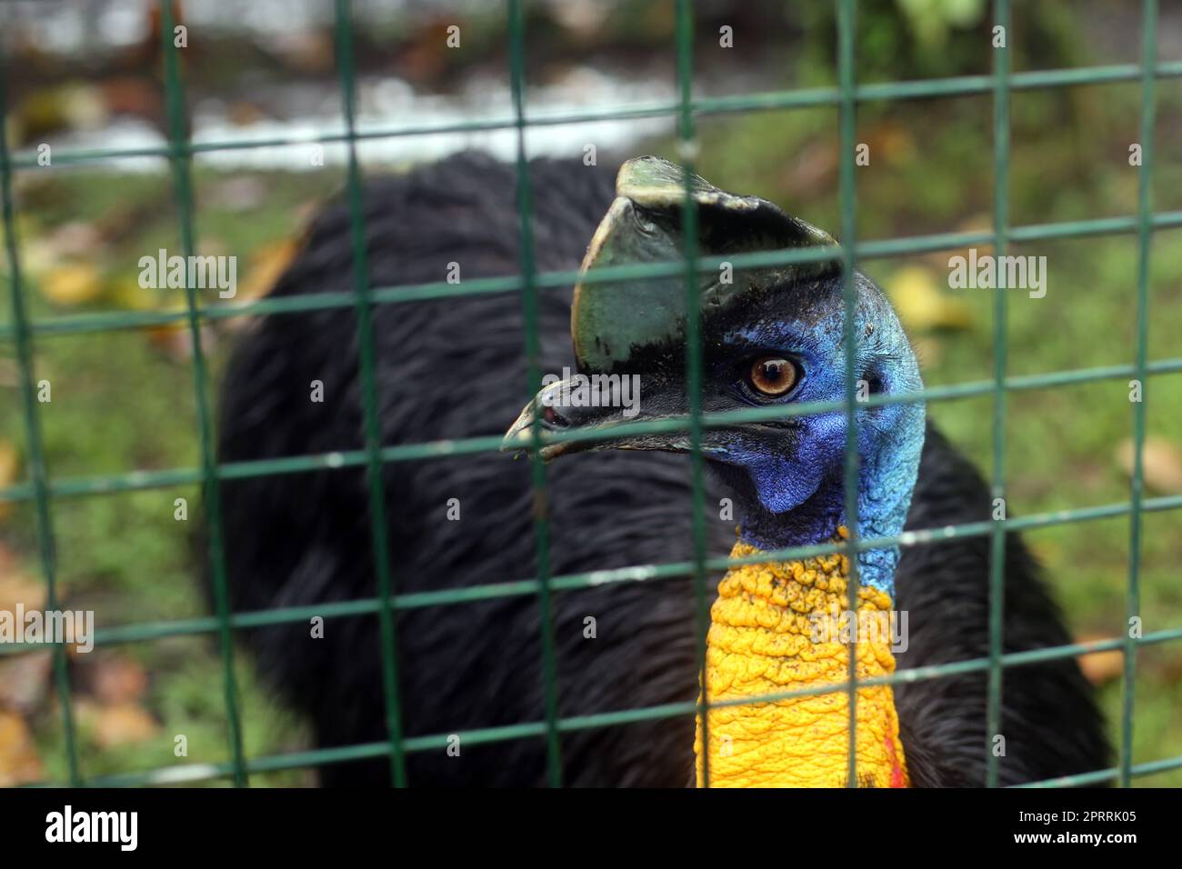 Cassowaries are birds that have flat breastbones and cannot fly ...