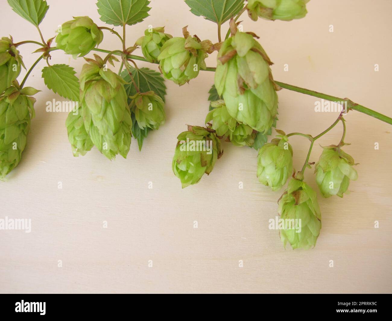 Cone shaped flowers hi-res stock photography and images - Alamy