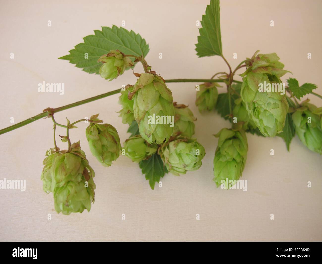 Cone shaped flowers hi-res stock photography and images - Alamy