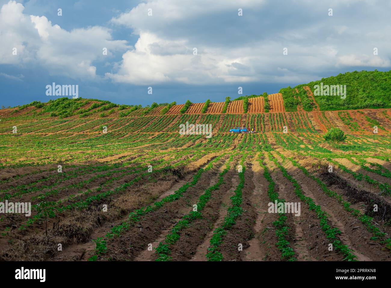 Rubber plantation farming area in the south of Thailand, Latex rubber ...