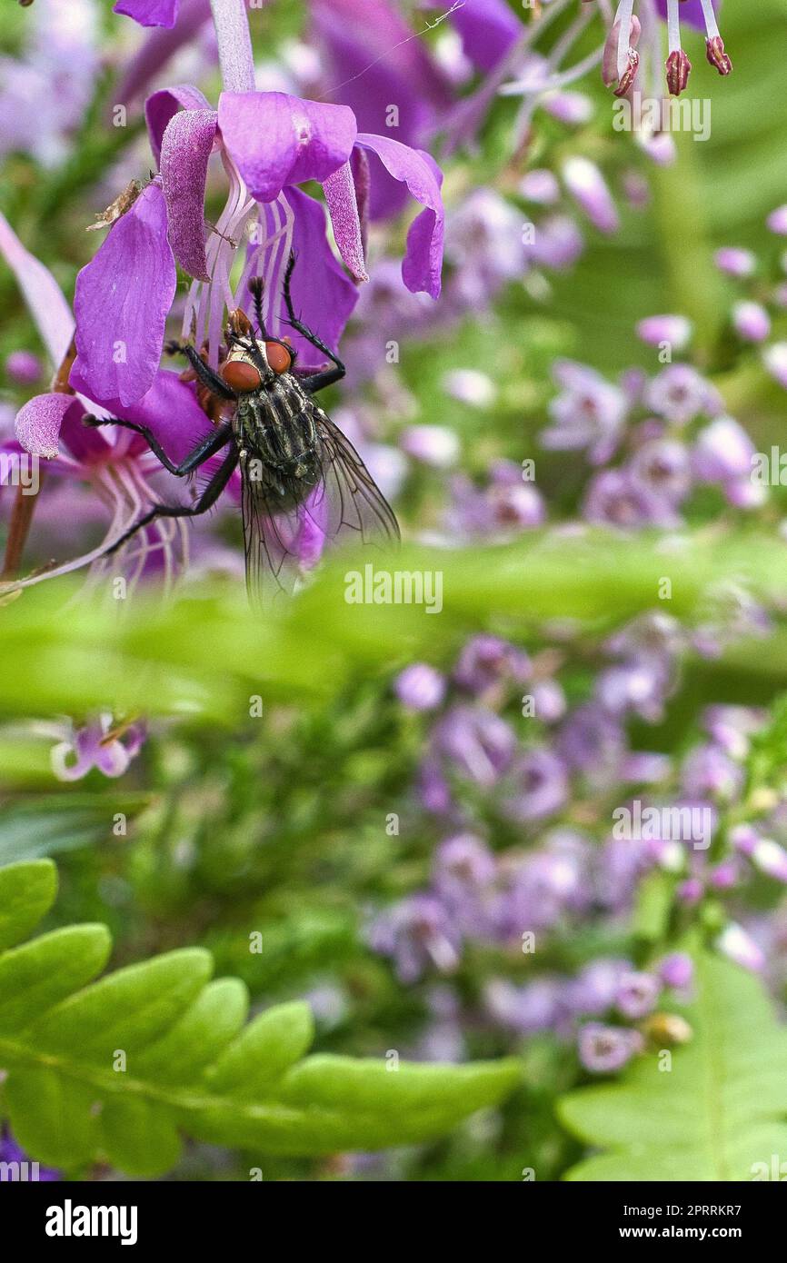 Flesh fly in bouquet of flowers taken while feeding. Pink flowers and ...