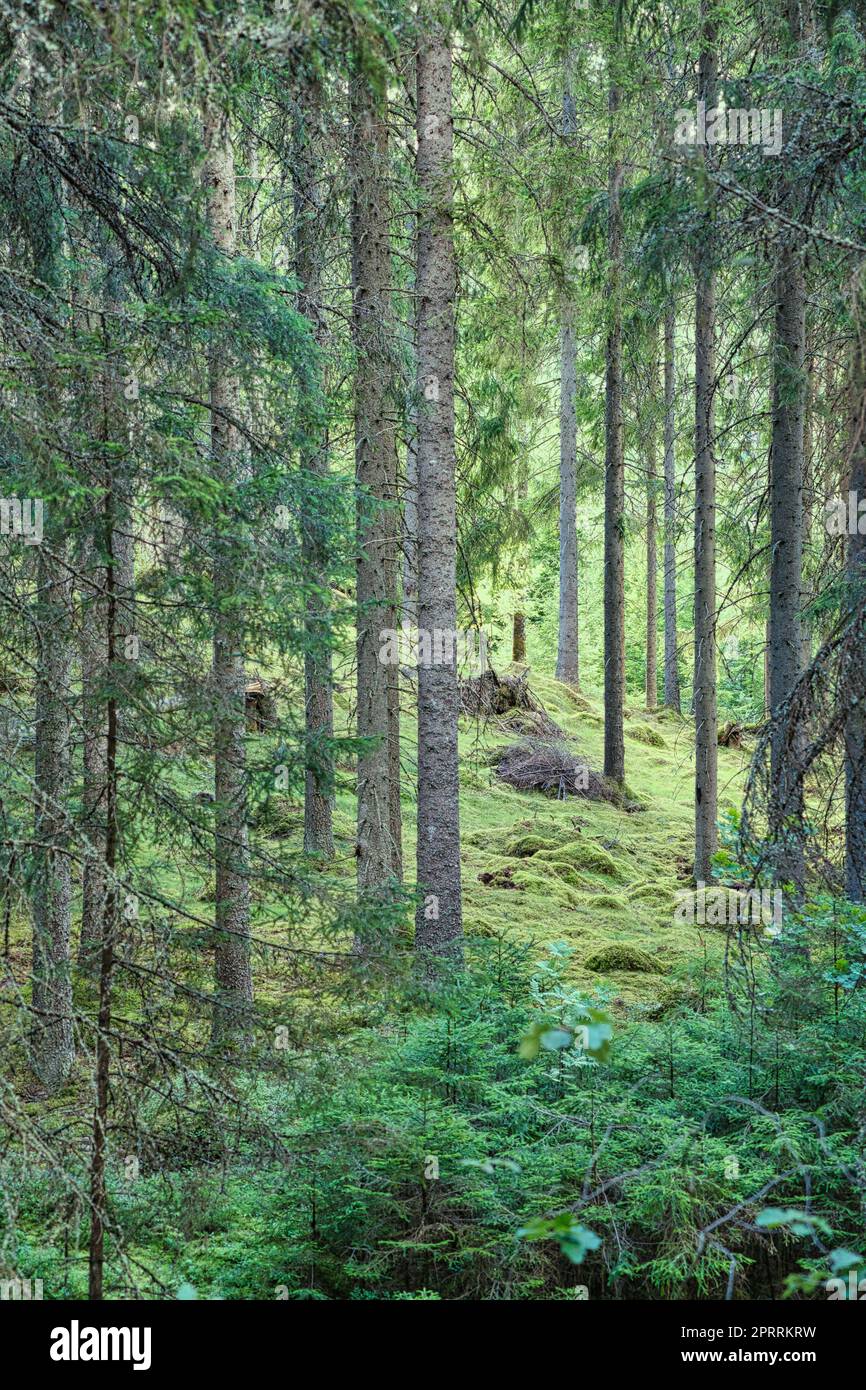 Sunlight falling through a forest of pine trees. Trees and moss on the ...
