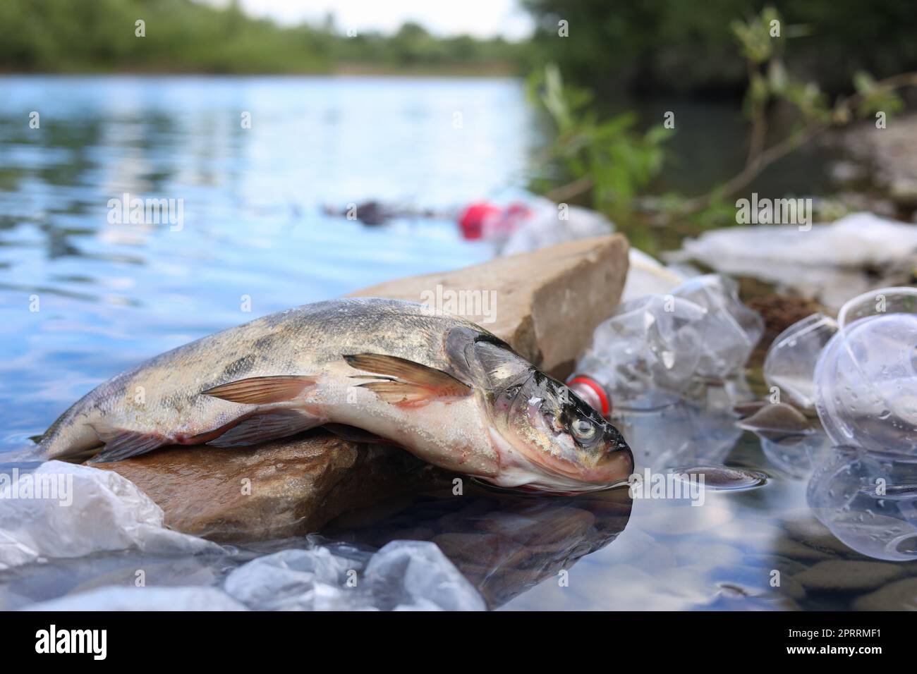 Dead fish on stone among trash in river. Environmental pollution ...