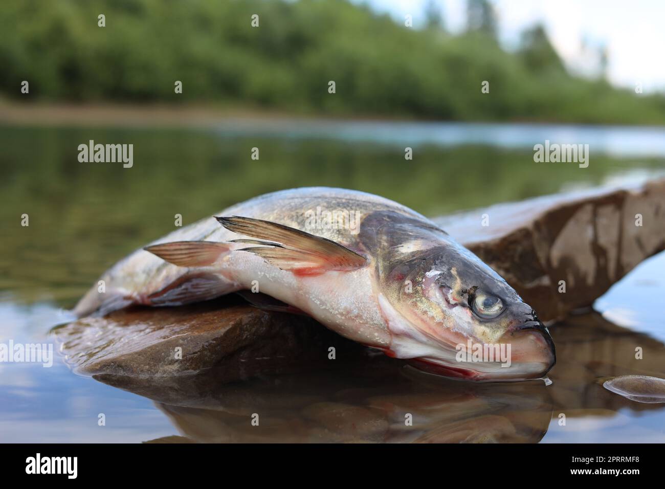Dead fish on stone in river, closeup. Environmental pollution concept ...
