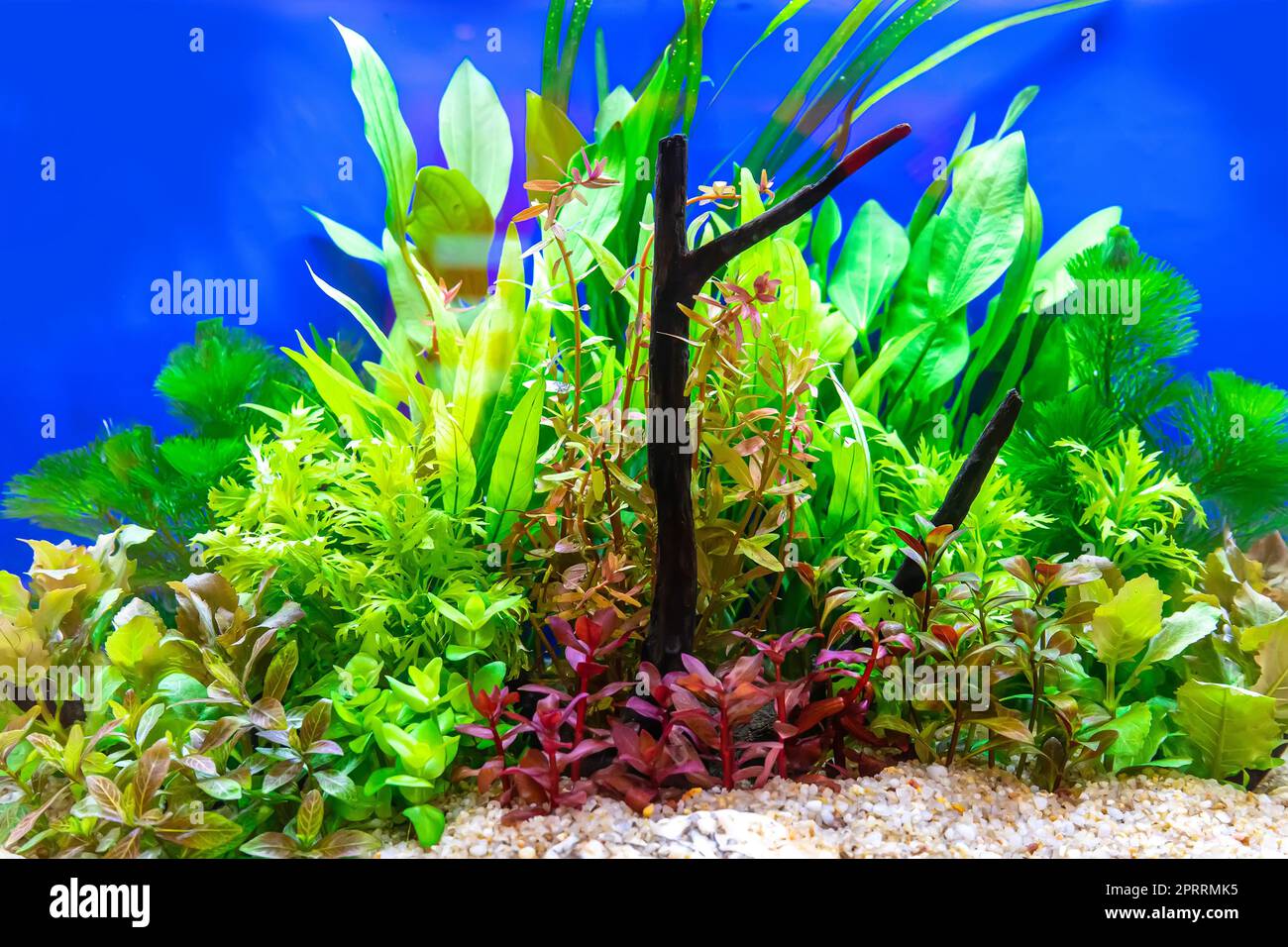 Freshwater underwater hi-res stock photography and images - Alamy