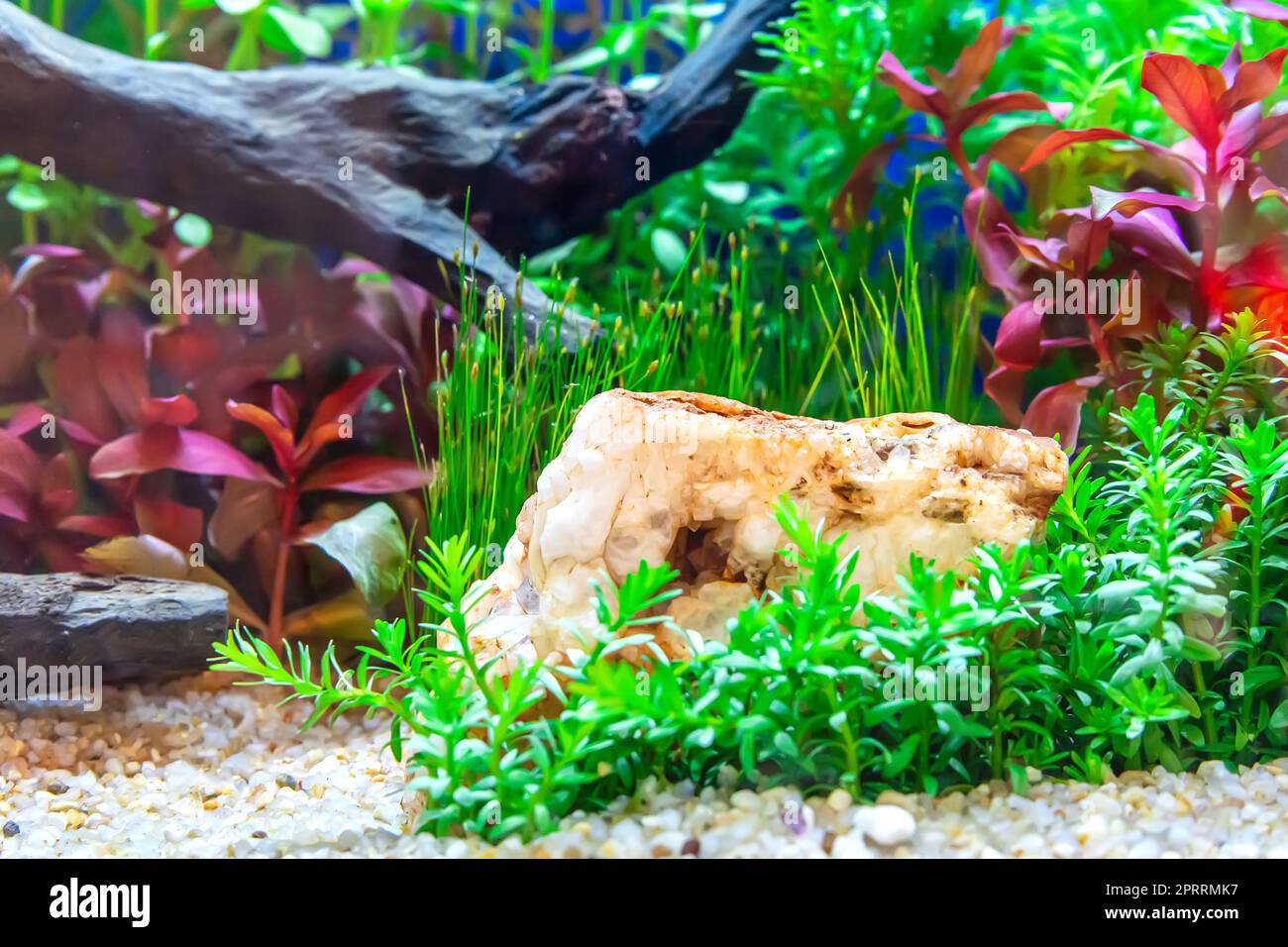 Tropical freshwater aquarium Stock Photo - Alamy