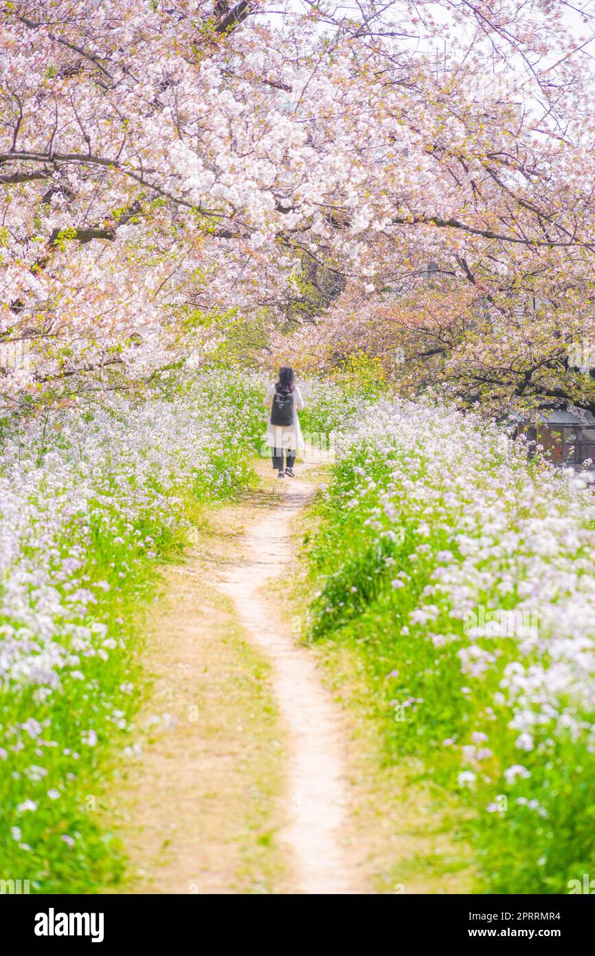 Tama River riverbed cherry blossom trees Stock Photo - Alamy