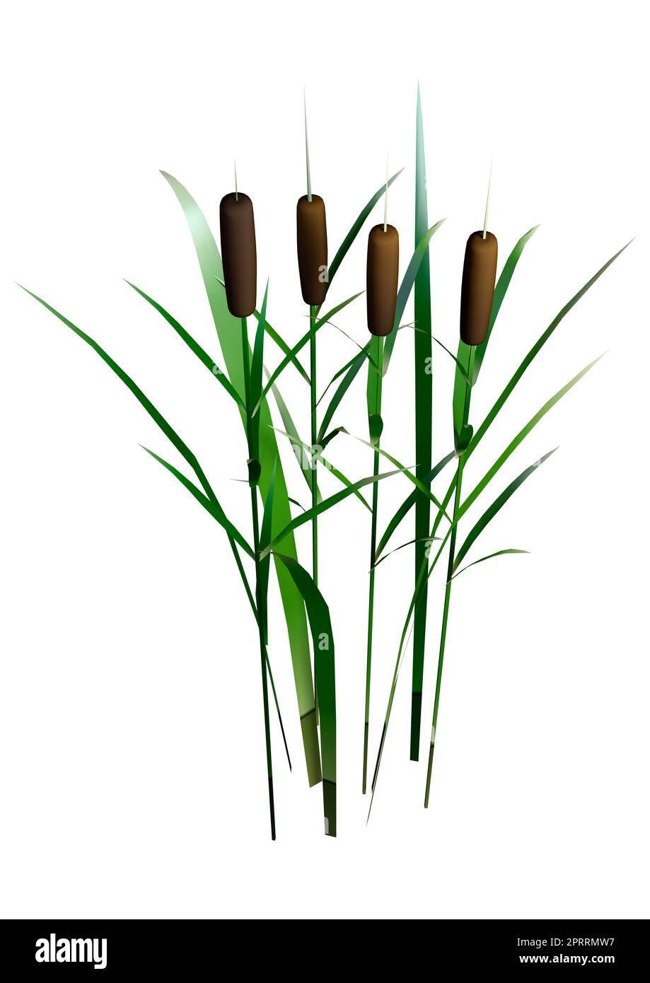 3D rendering of bulrush plants isolated on white background Stock Photo ...