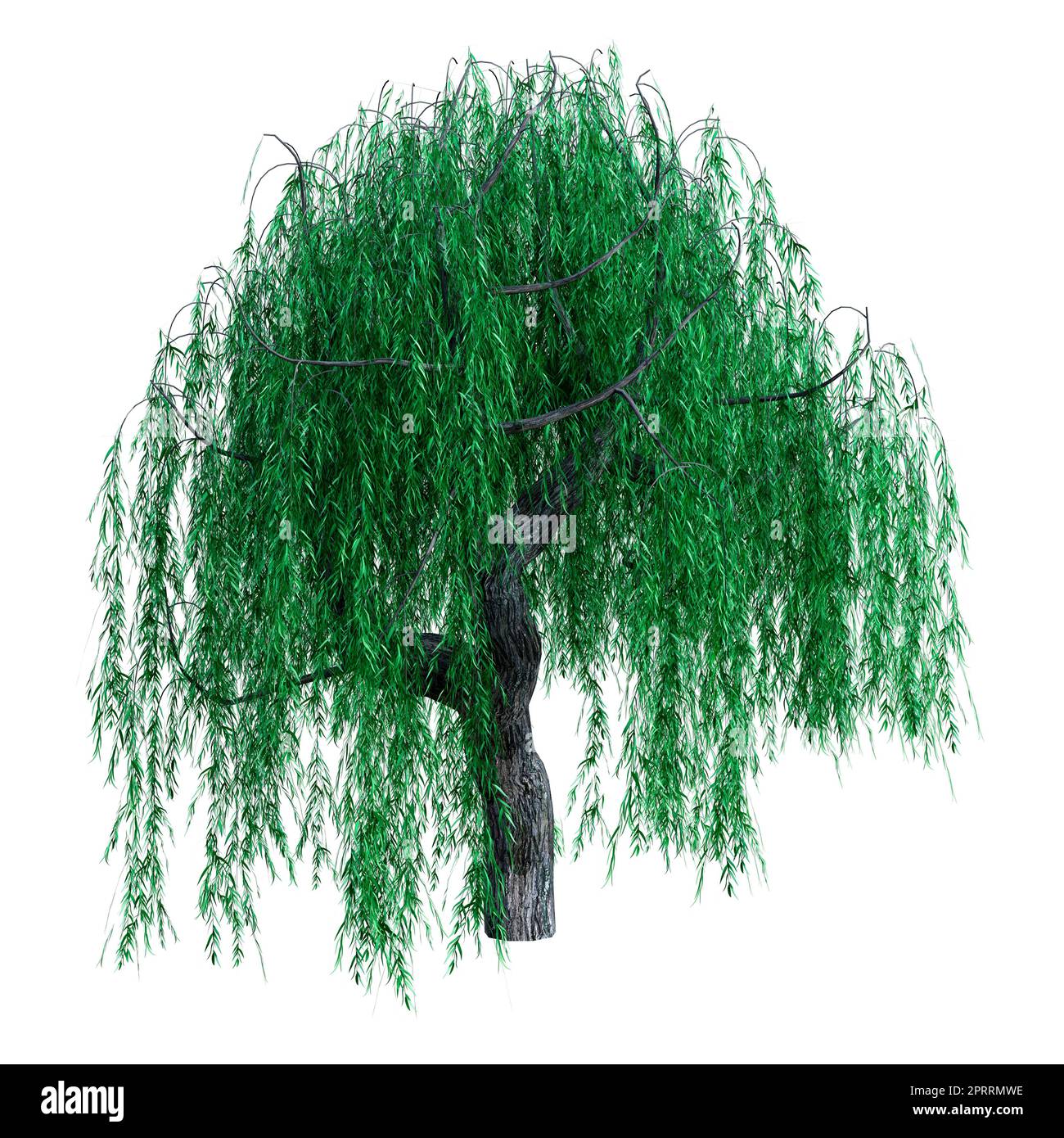 3D rendering of a green weeping willow or Salix babylonica isolated on ...