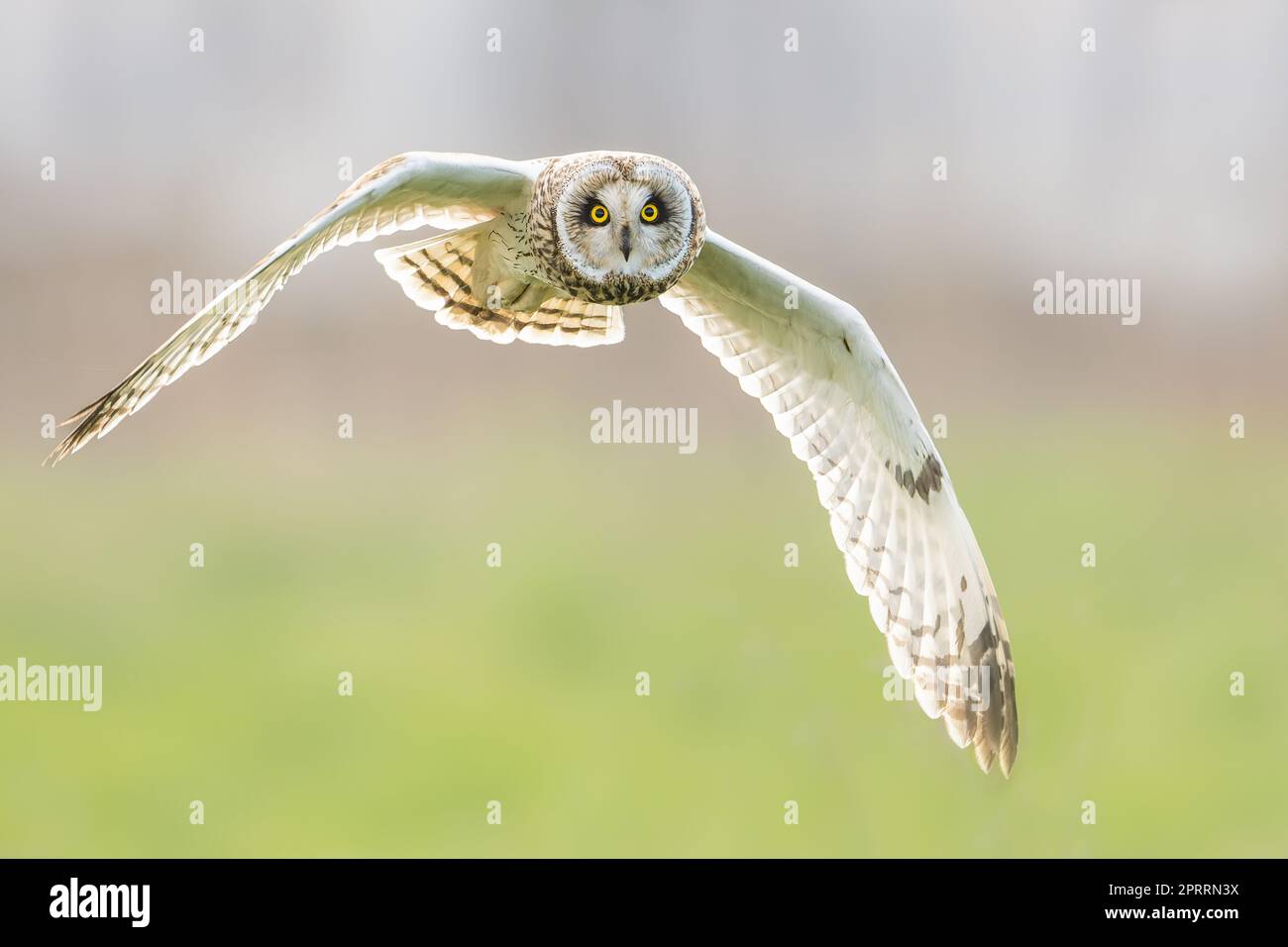 The owl looking straight into the camera lense. BLANKENBERGE, BELGIUM ...
