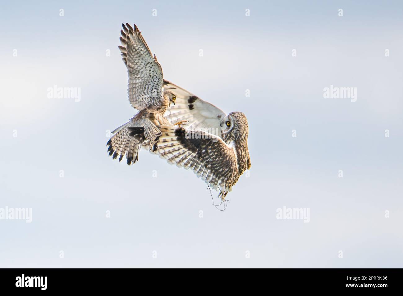 The whole fight lasted only a few seconds. BLANKENBERGE, BELGIUM ...