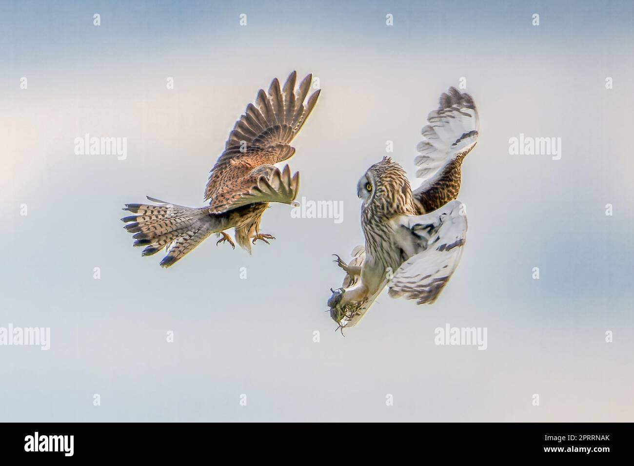 The kestrel held back and waited to attack the owl for the mouse ...