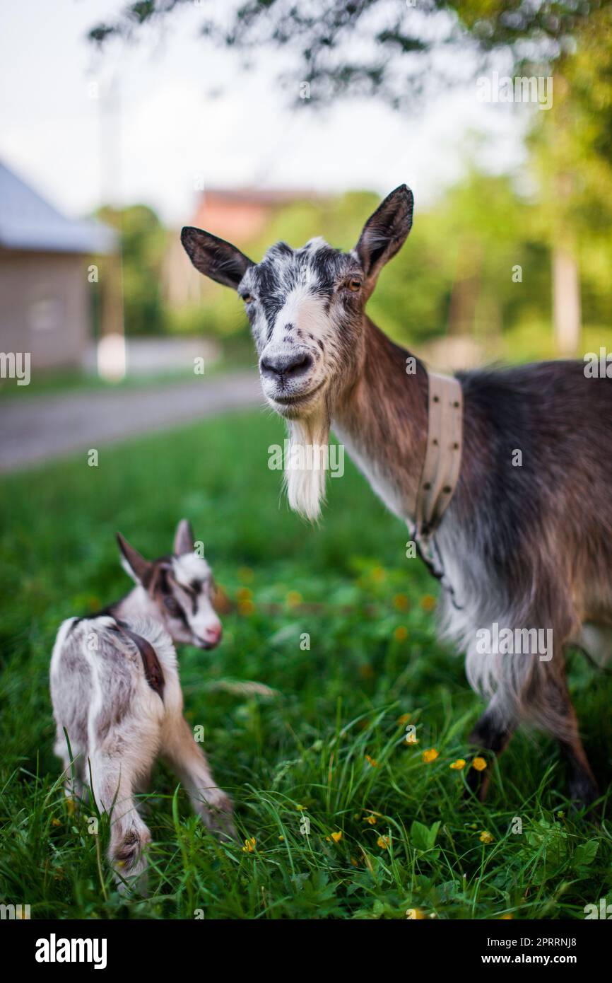 Baby goat mother hi-res stock photography and images - Alamy