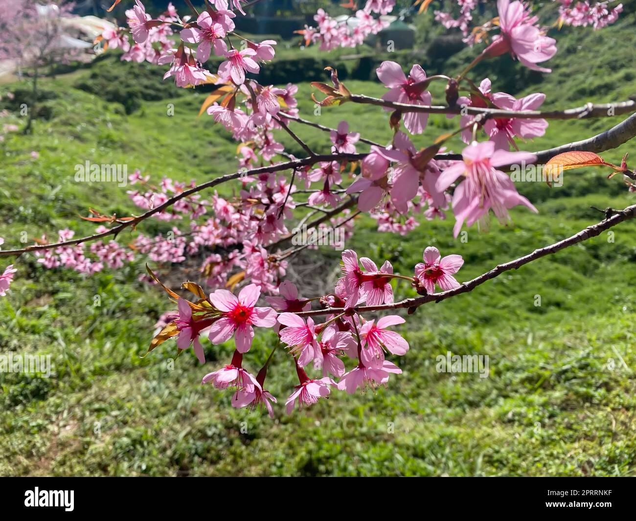 Breezy flower hi-res stock photography and images - Alamy
